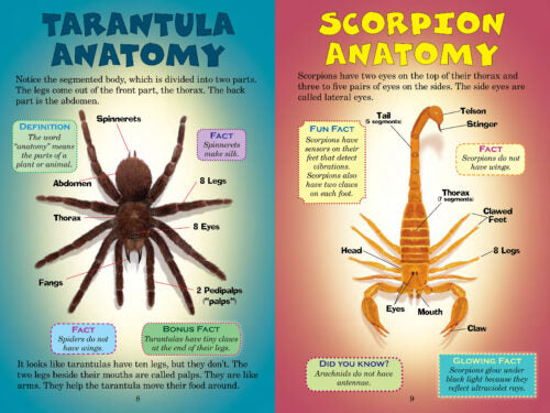 Who Would Win?: Tarantula Vs Scorpion – The Rocking Horse Shop