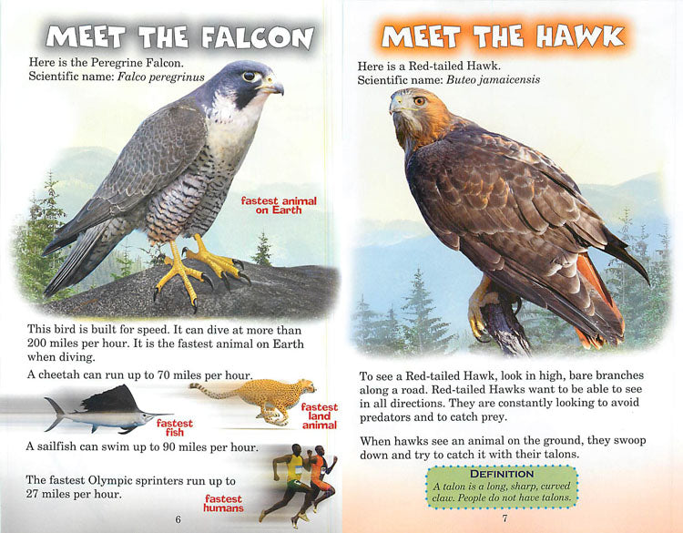 Who Would Win Falcon Vs Hawk – The Rocking Horse Shop